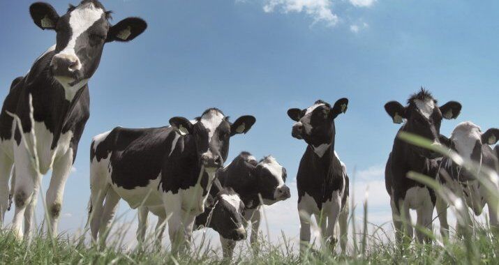 Ketovet | Monitoramento de Cetose Bovina e Caprina