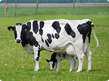 Ketovet | Monitoramento de Cetose Bovina e Caprina